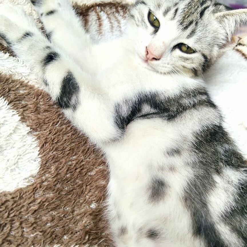 Кошка