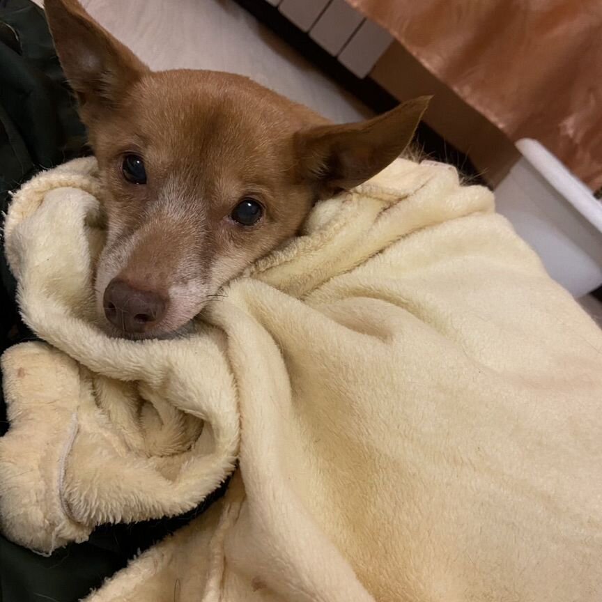 Отдам в добрые руки, найденыш