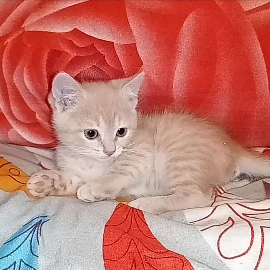 Девочка 2 месяца