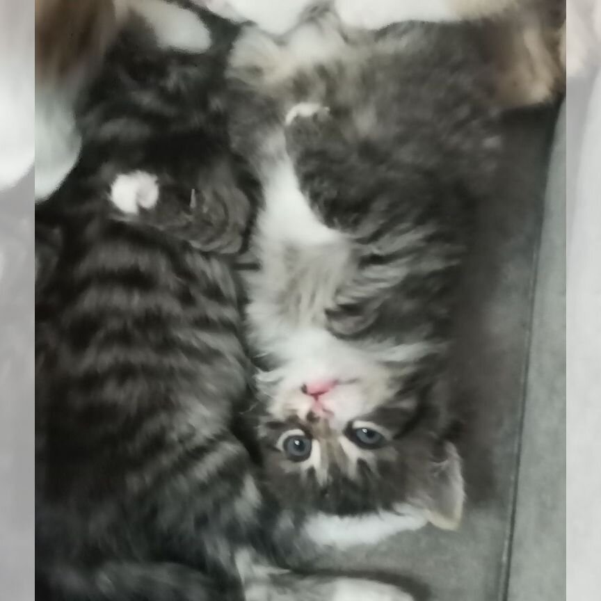 Котята. Девочки и мальчики 2 месяца