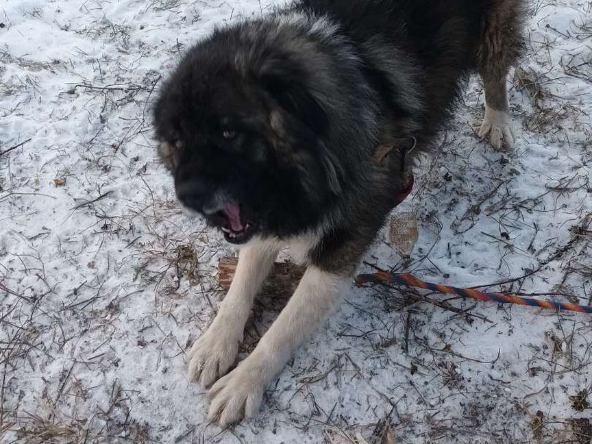 Вязка кавказская овчарка