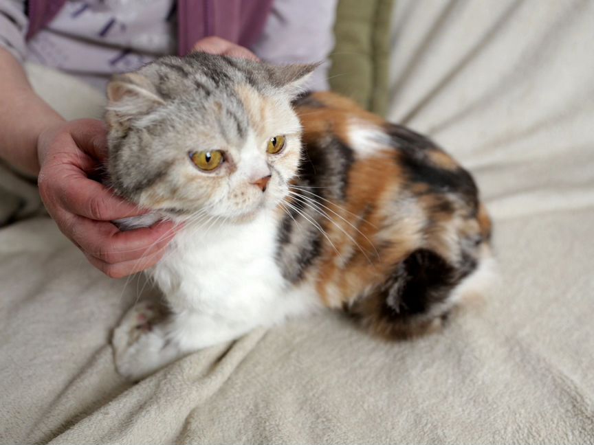 Британская кошечка ищет дом