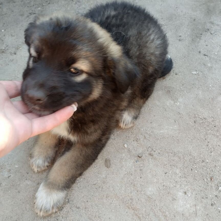 Щенок в добрые руки