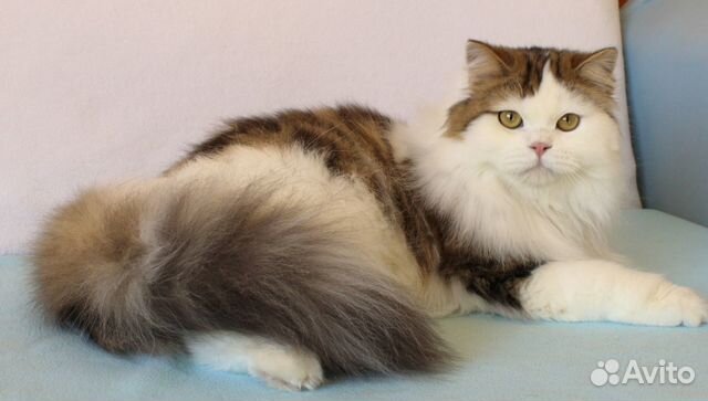 Шикарный котеечка Фантик