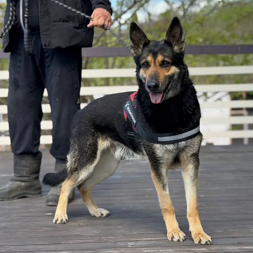 Немецкая овчарка, взрослый пёс