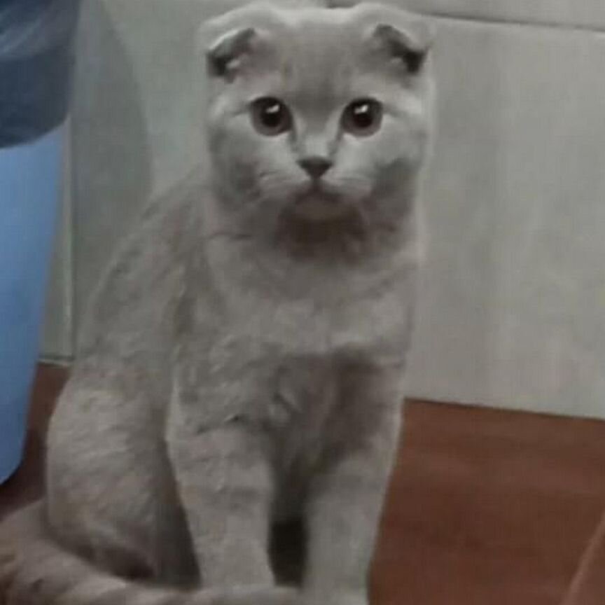 Шотландская вислоухая кошка