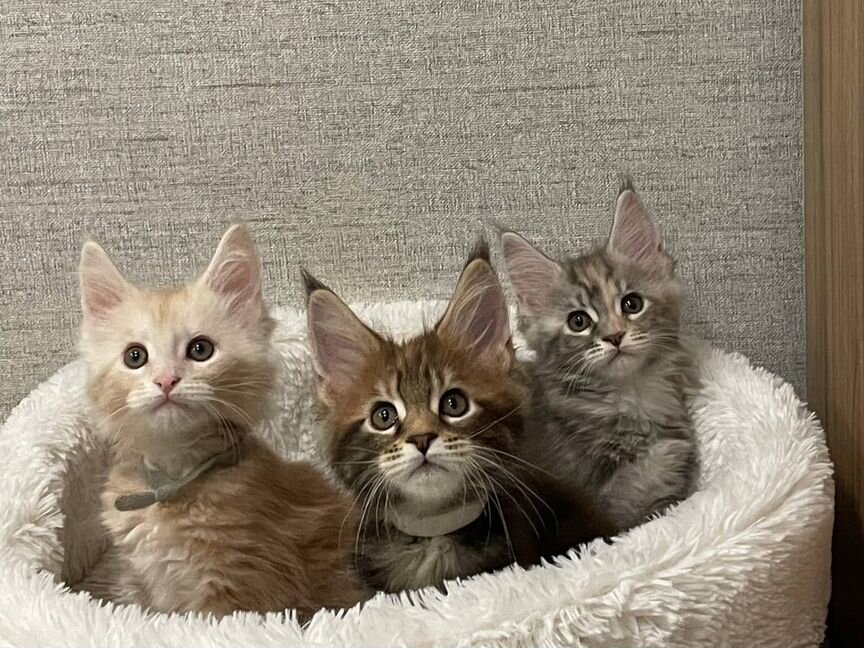Котята Мейн-кун