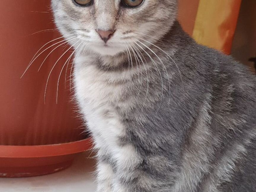 Котенок в дар бесплатно