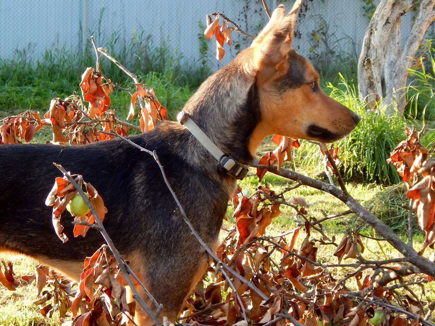 Молодой добрый пёсик ищет дом нужна передержка