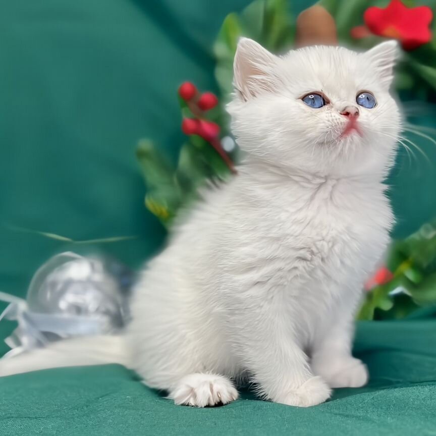 Котёнок от частного владельца