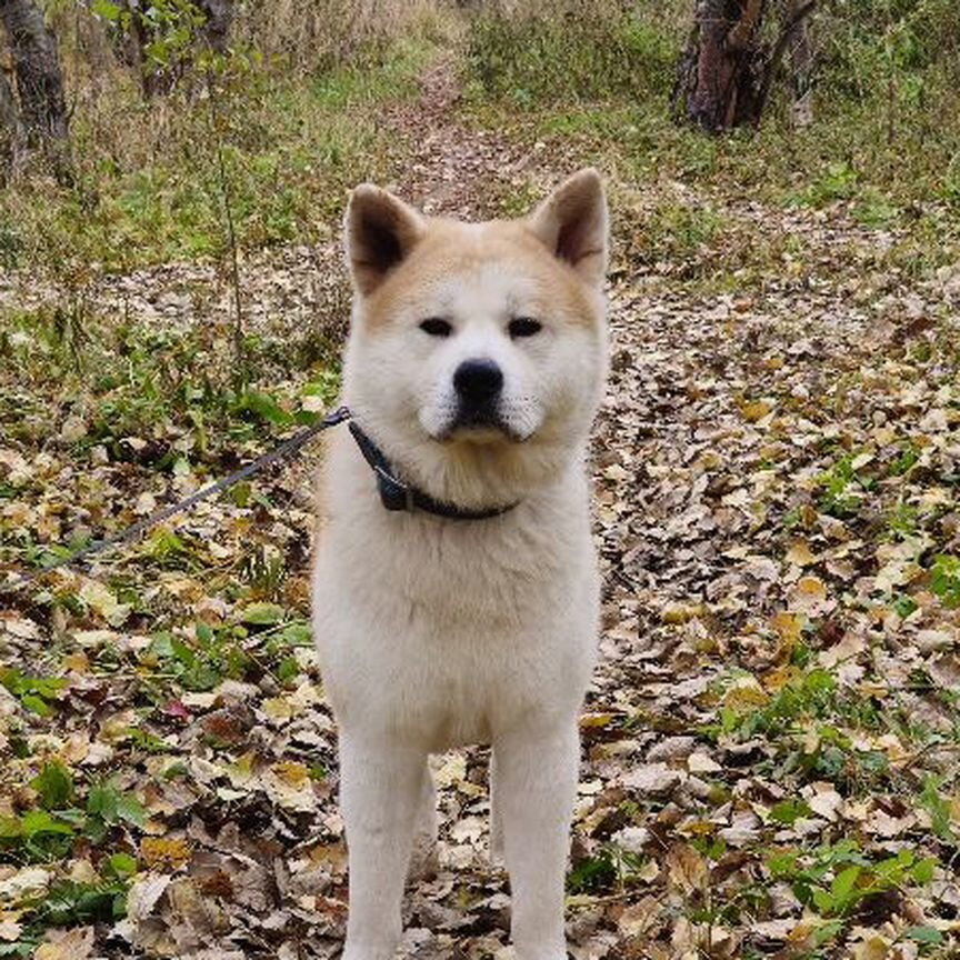 Кобель для вязки