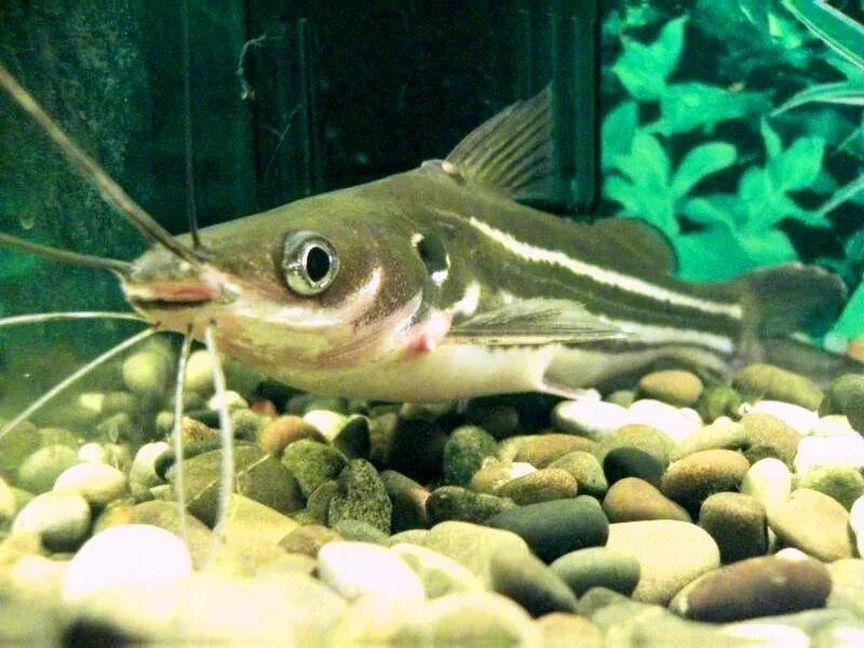 Аквариум с тумбой и рыбками