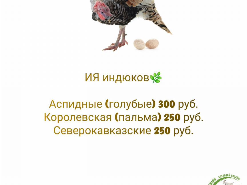 Инкубационное яйцо породной индейки