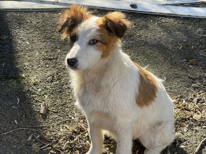 Спасите Лолу