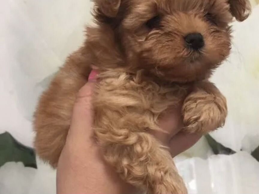 В добрые руки мальтипу