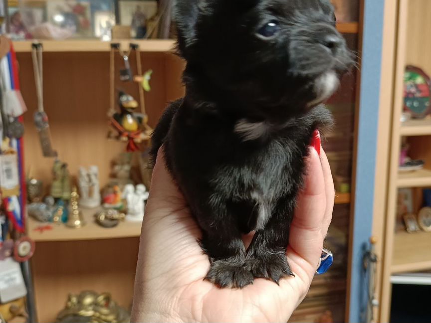 Резерв щенков Чихуахуа, возможен торг