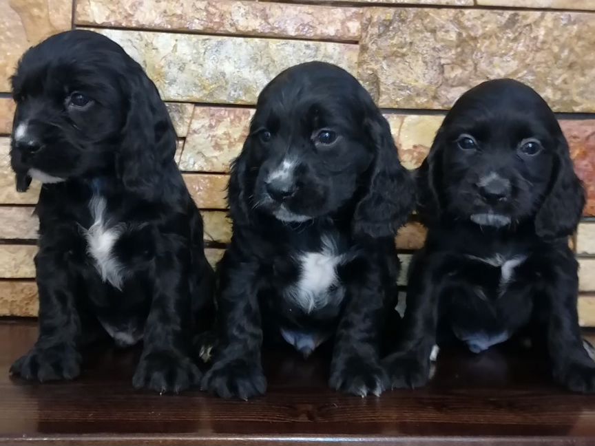 Шикарные уголечки рос