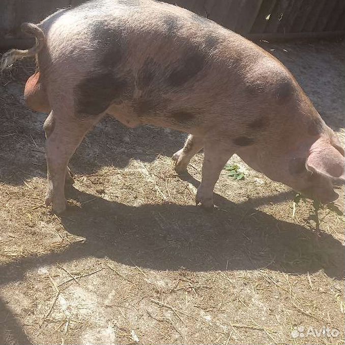 Хряк на племя