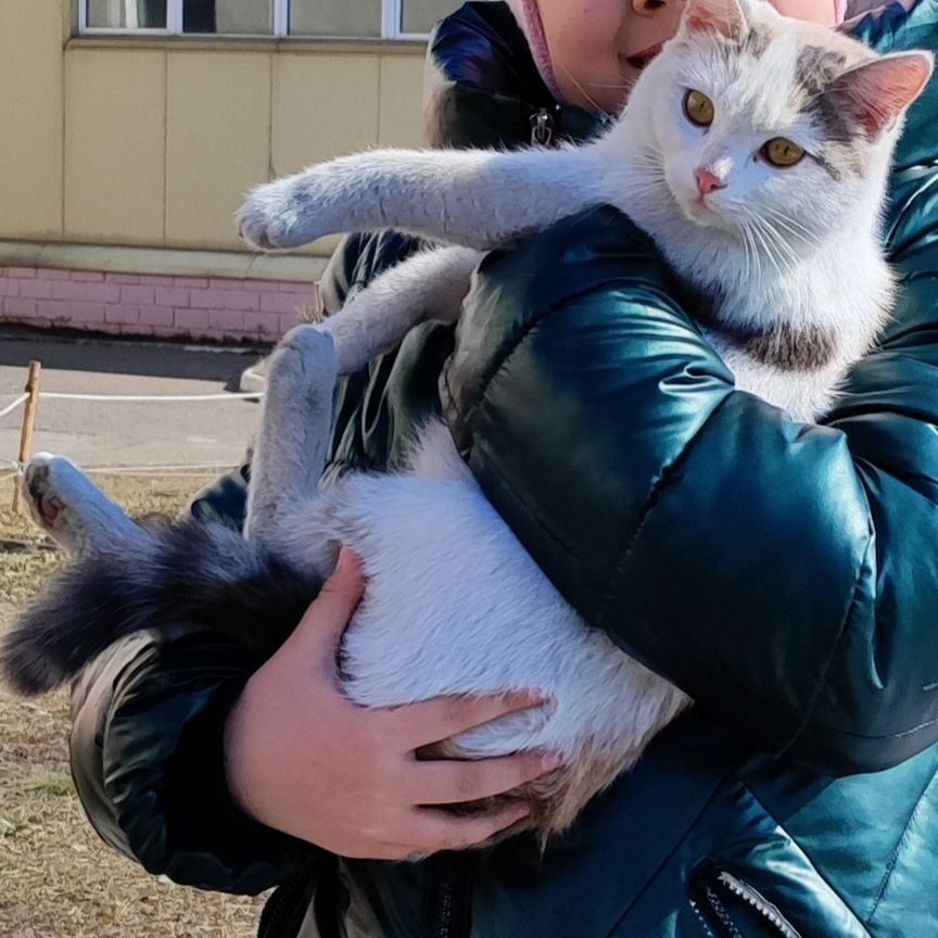Гавана котёнок