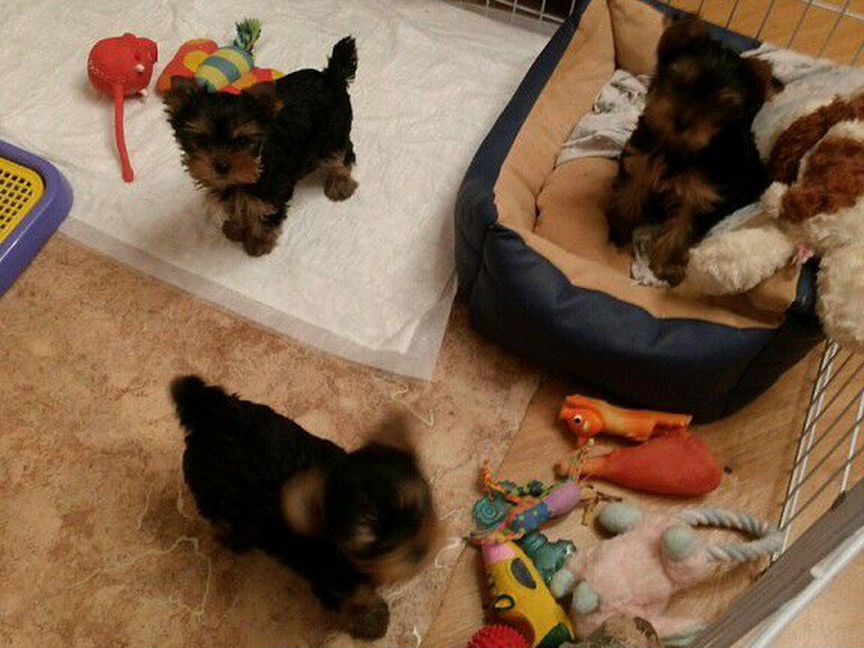 Йорки мини и стандарт