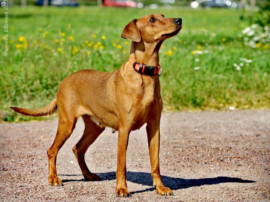 Немецкий пинчер