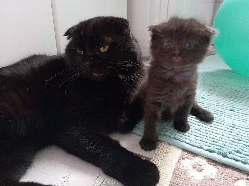 Кошка в дар бесплатно