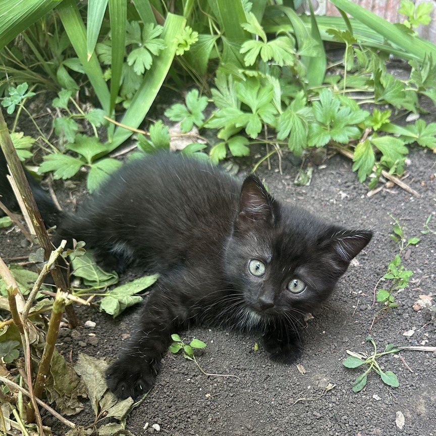 Котенок девочка в добрые руки бесплатно
