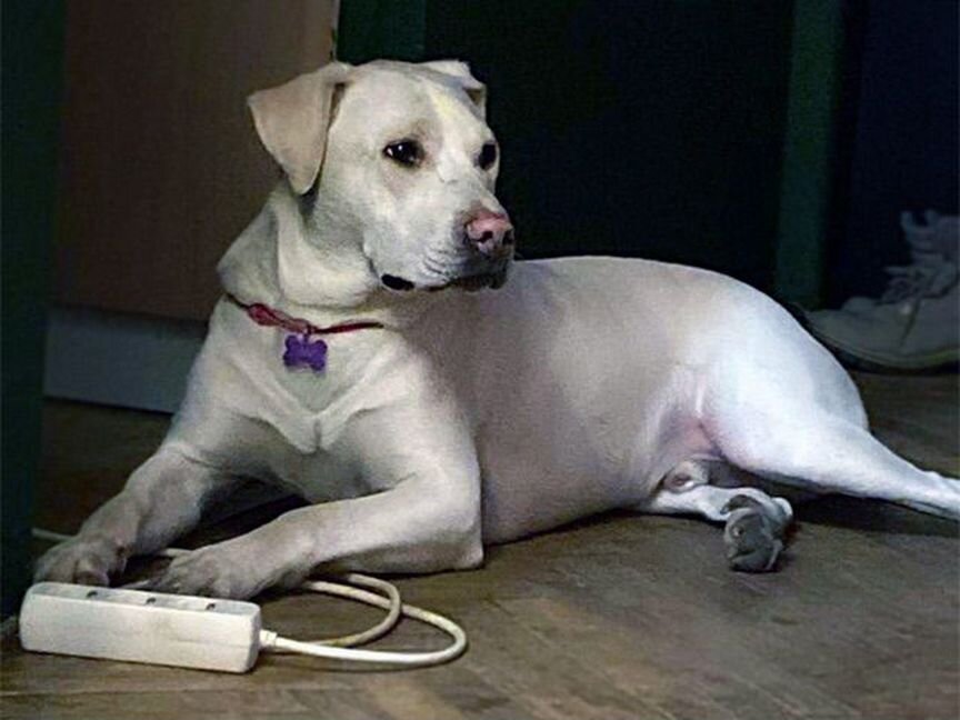 Метис лабрадора ищет дом