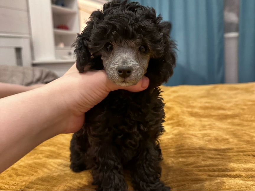 Той-пудель девочка