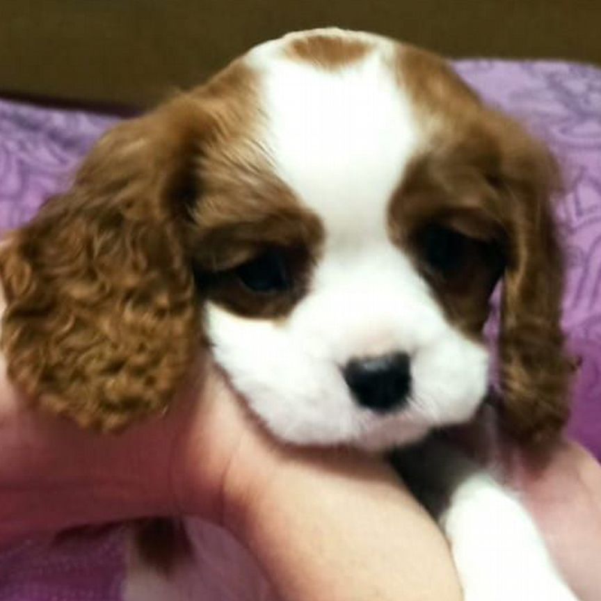 Кинг чарльз спаниель