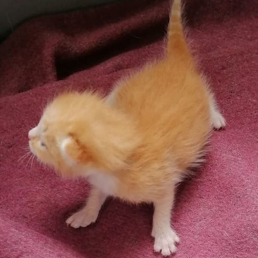 Маленькй котенок мальчик