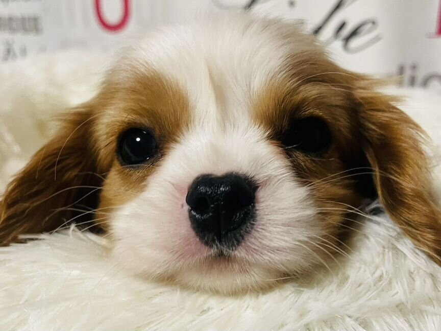 Кавалер кинг чарльз спаниель мини мальчик