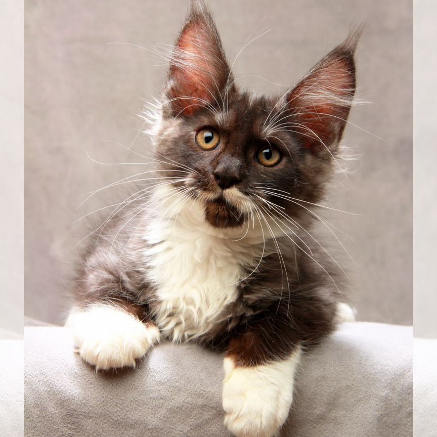 Мейн-кун котёнок