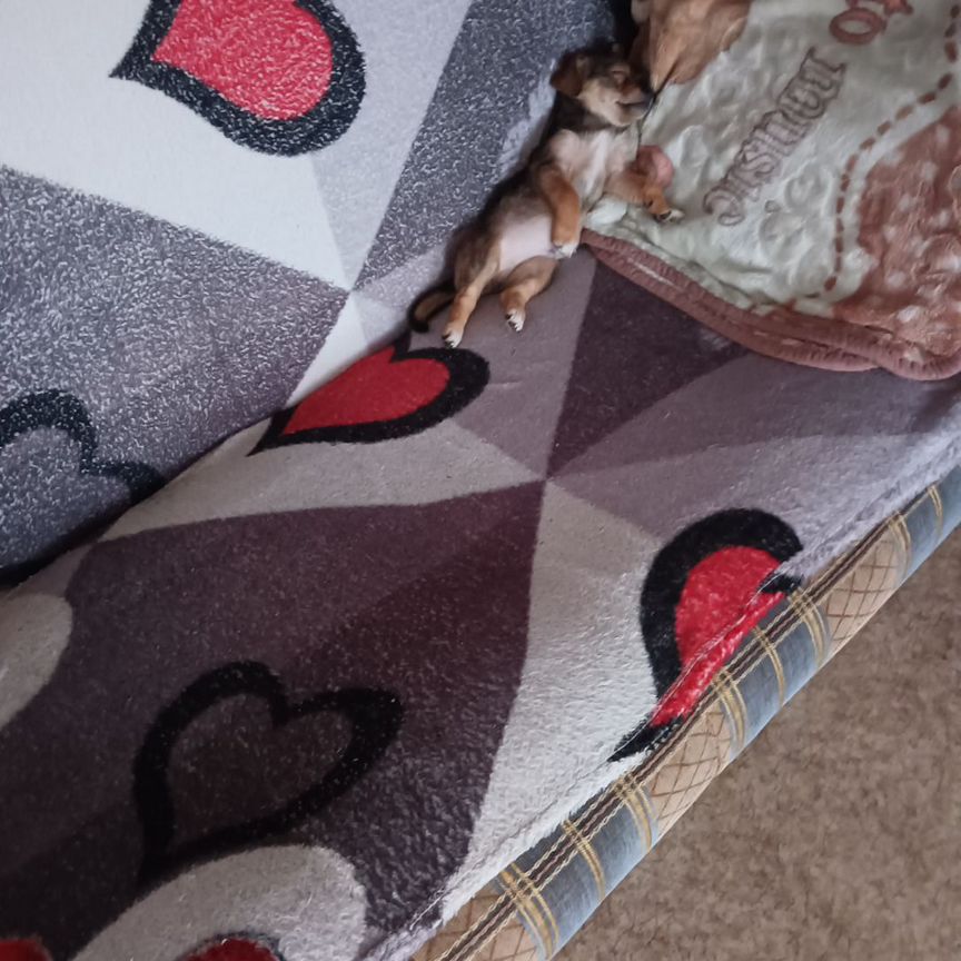 Отдам в добрые руки щенка 3 месяца. Мальчик