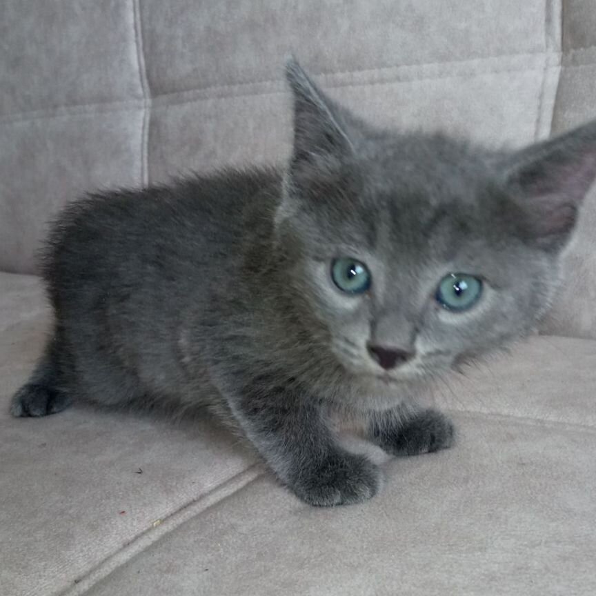 Русский голубой котёнок