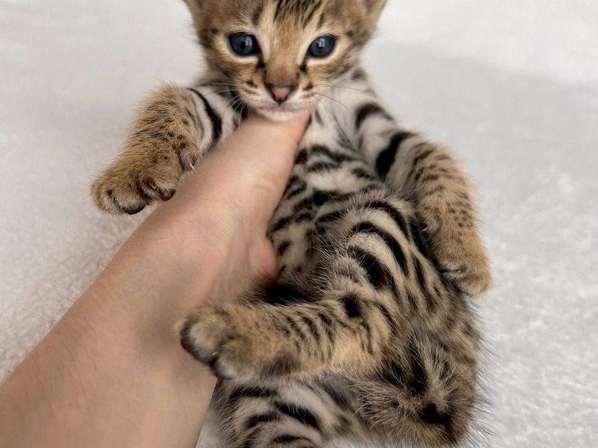 Саванна ф1 мальчик