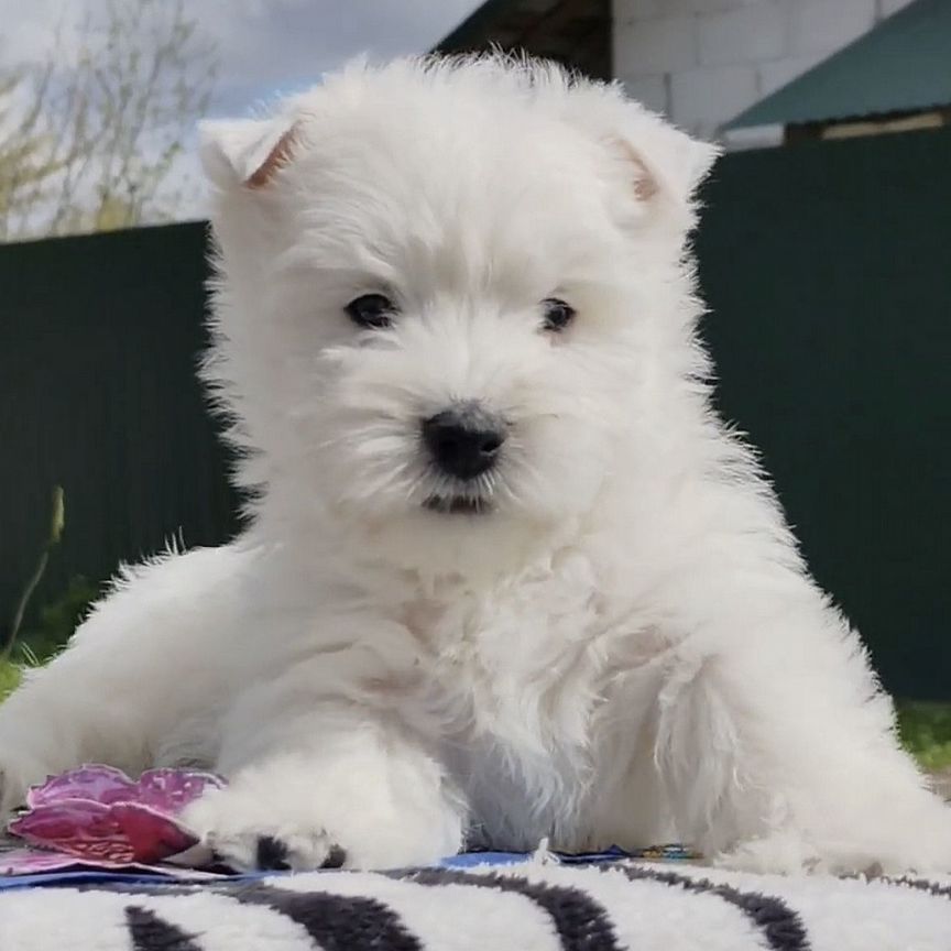 Вест-хайленд-уайт-терьер, щенок