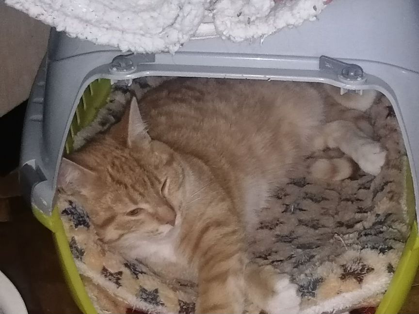 Котята в добрые руки бесплатно