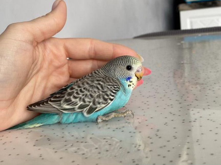 Волнистый попугай