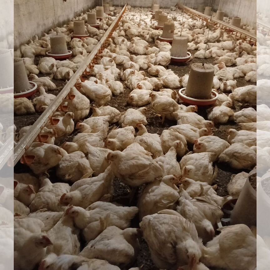 Цыплята бройлеры подрощенные