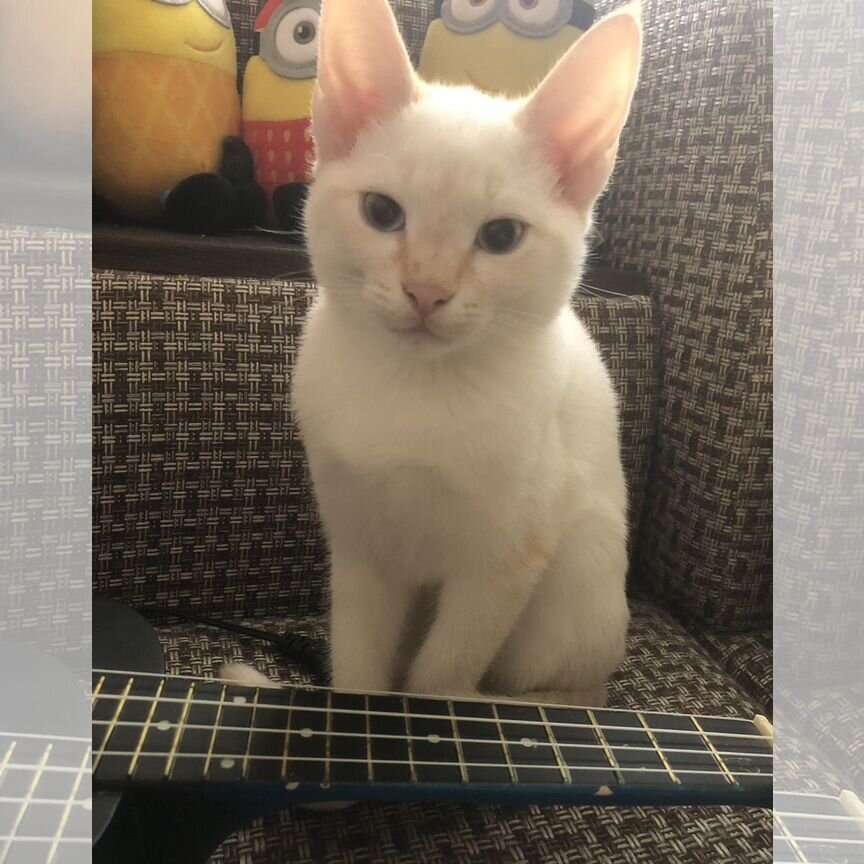 Отдам котенка в добрые руки