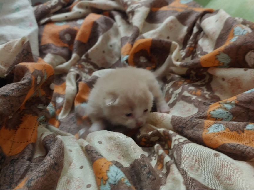 Котенок в добрые руки