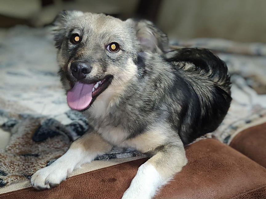 Маленькая собака в добрые руки бесплатно