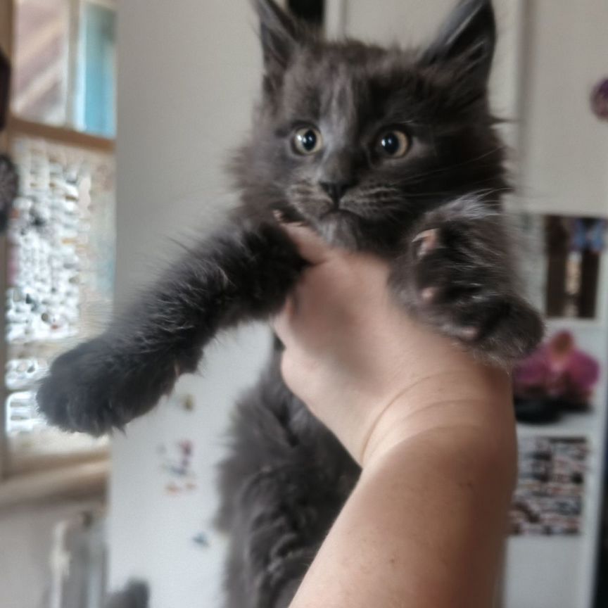 Мейн-кун котёнок