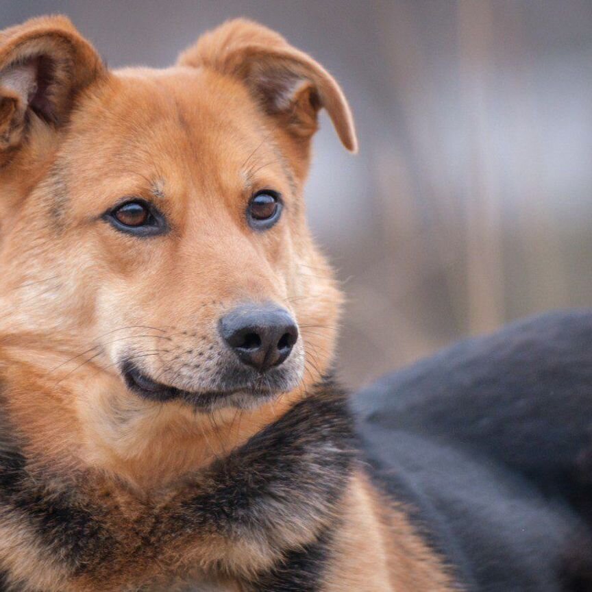 Небольшая рыжая собачка Кира из приюта