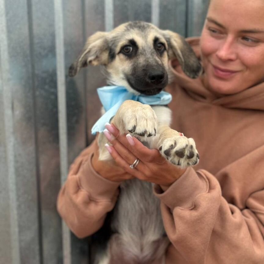 Шенок Милаш ждет тебя в приюте Некрасовка