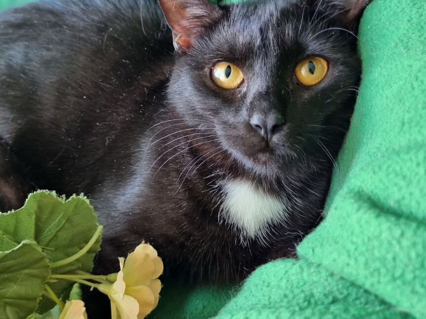 Черный котенок