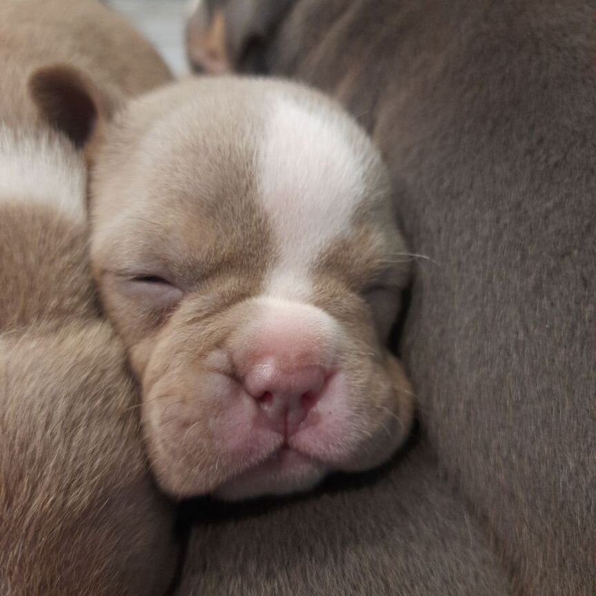 Американский булли Продам