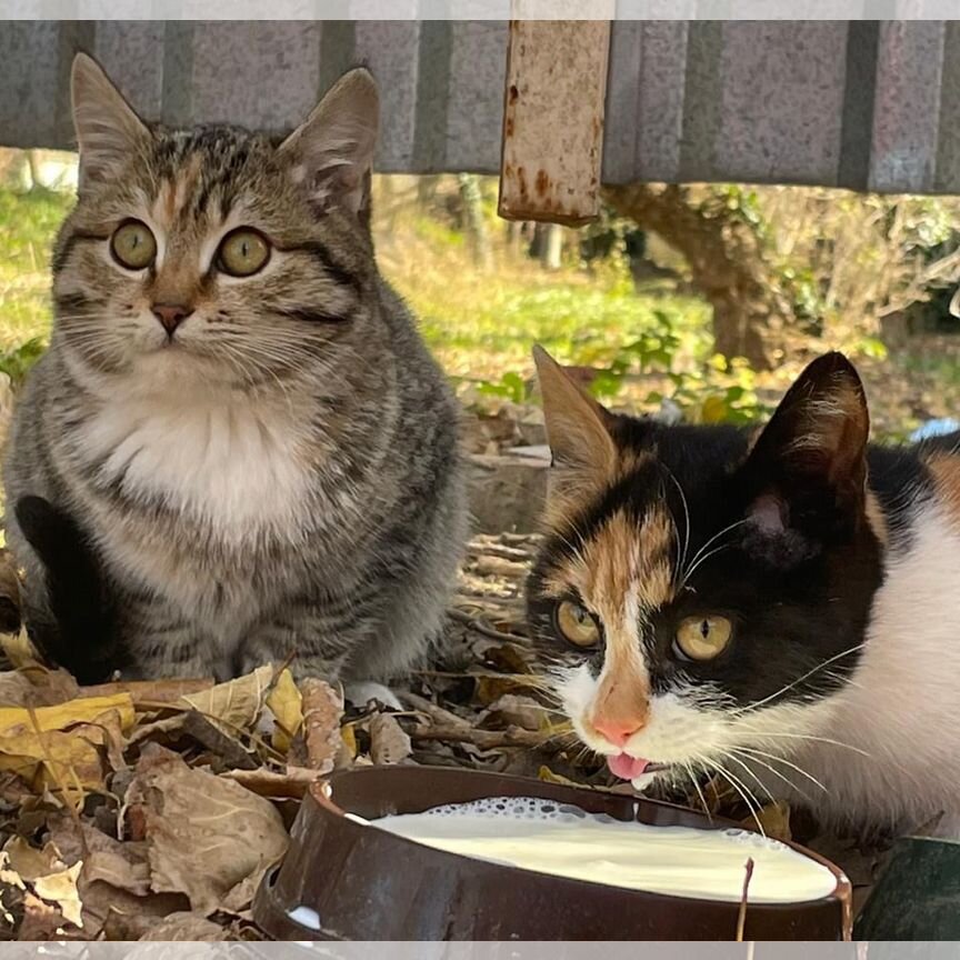 Котята в добрые руки Даром