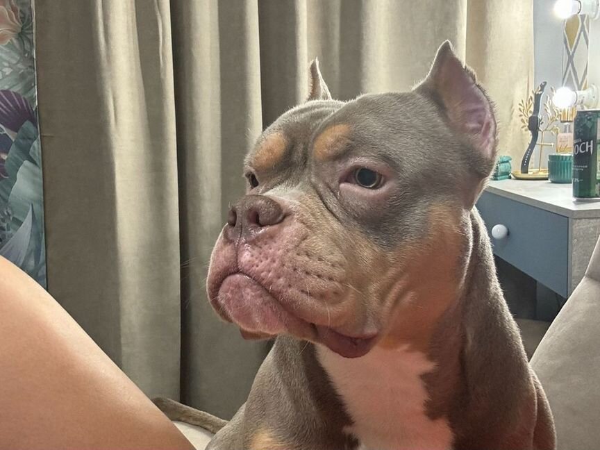 Американский булли покет